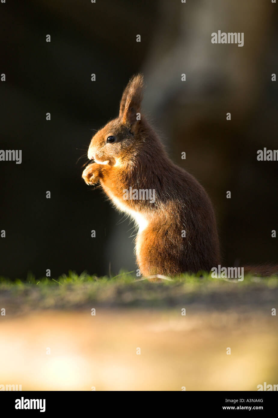 Red Squirrel Formby point squirrel reserve Lancashire UK Stock Photo ...
