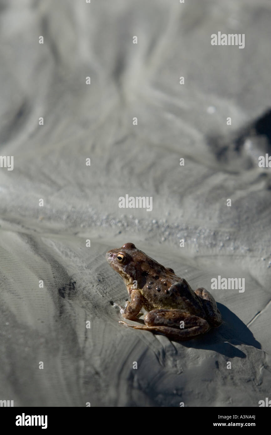 Frog in silt of glacial mountain river Stock Photo - Alamy