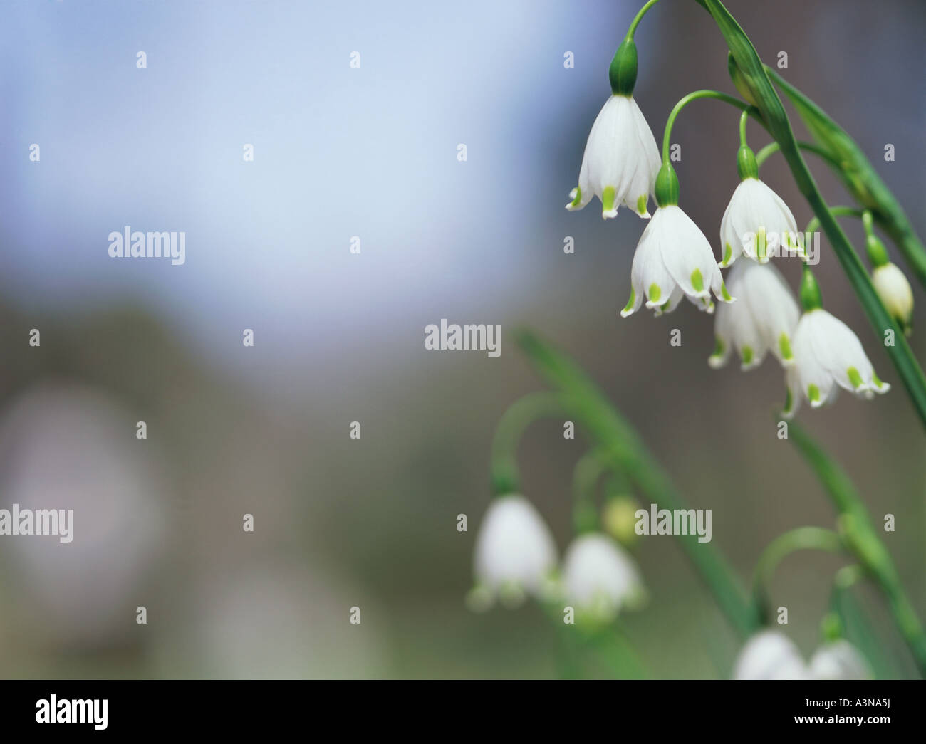 Summer snowflake close up Stock Photo - Alamy