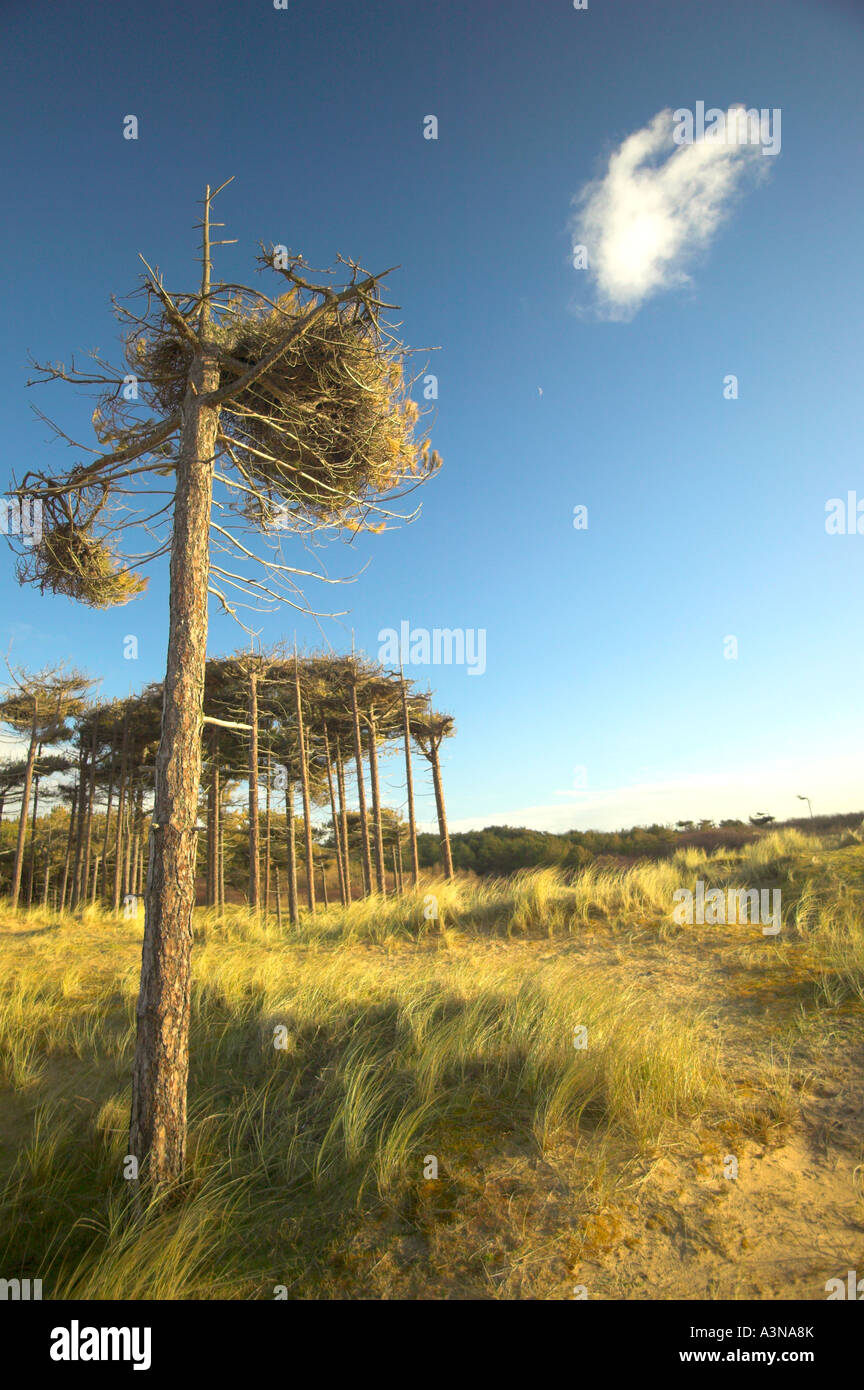 A group of exposed pine trees at Formby Point Lancashire UK Stock Photo ...