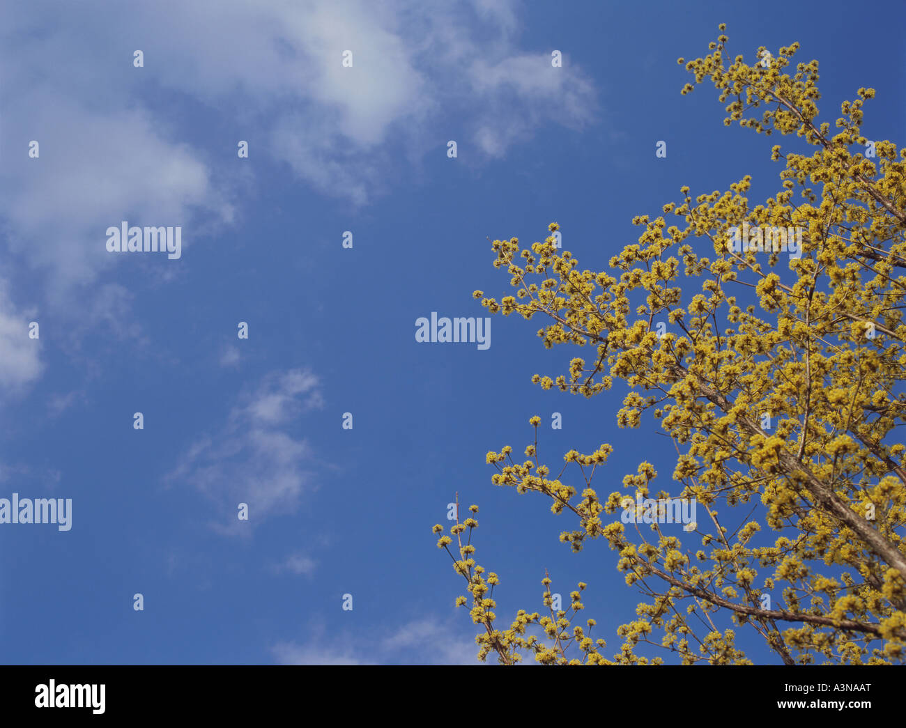 Japanese cornel hi-res stock photography and images - Alamy