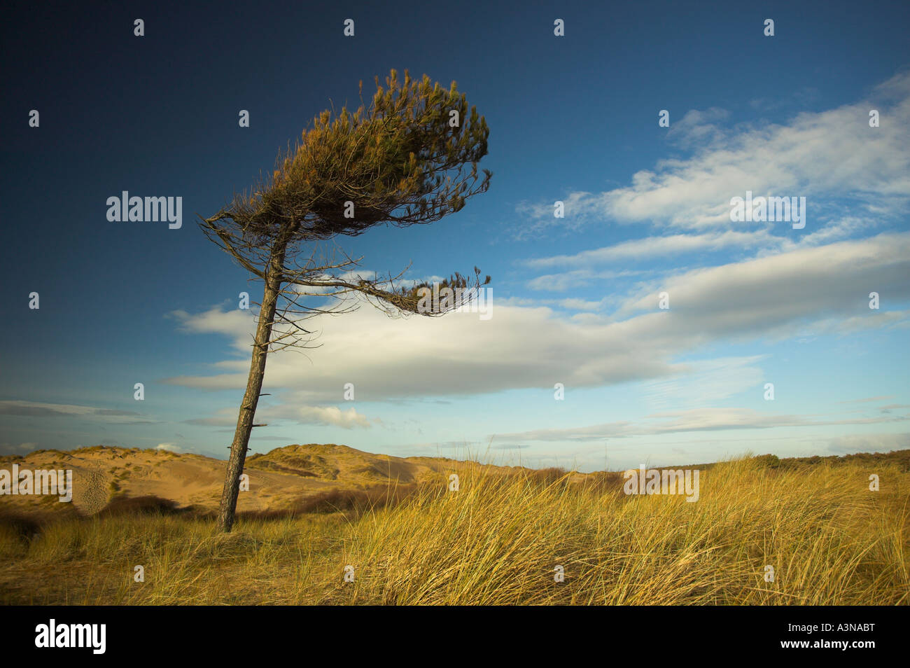 A lone exposed pine tree at Formby Point Lancashire UK Stock Photo - Alamy