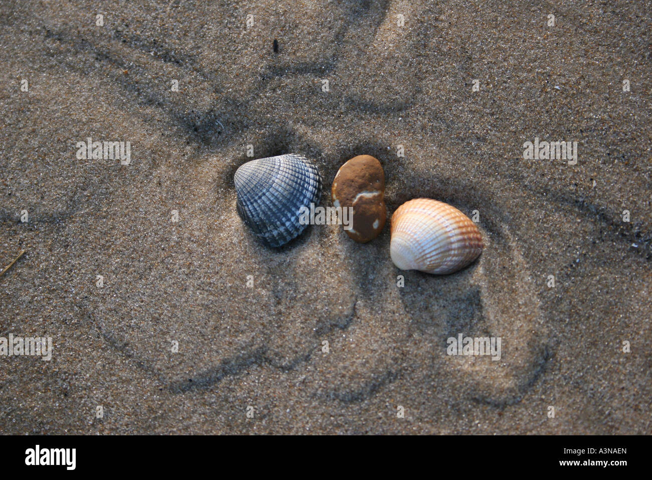 Shells and shingle in sand Stock Photo - Alamy