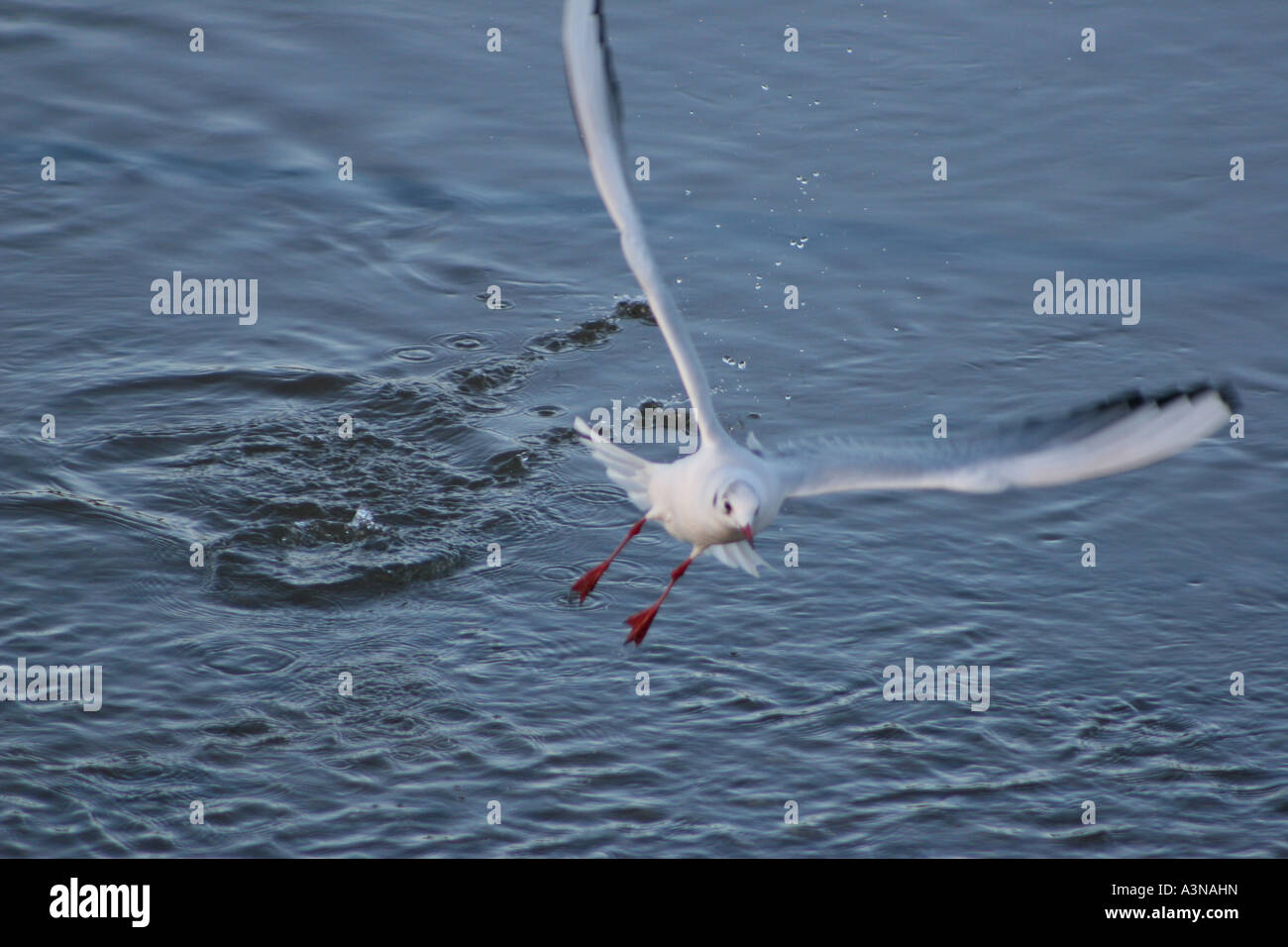 Seagull taking off from sea Stock Photo - Alamy