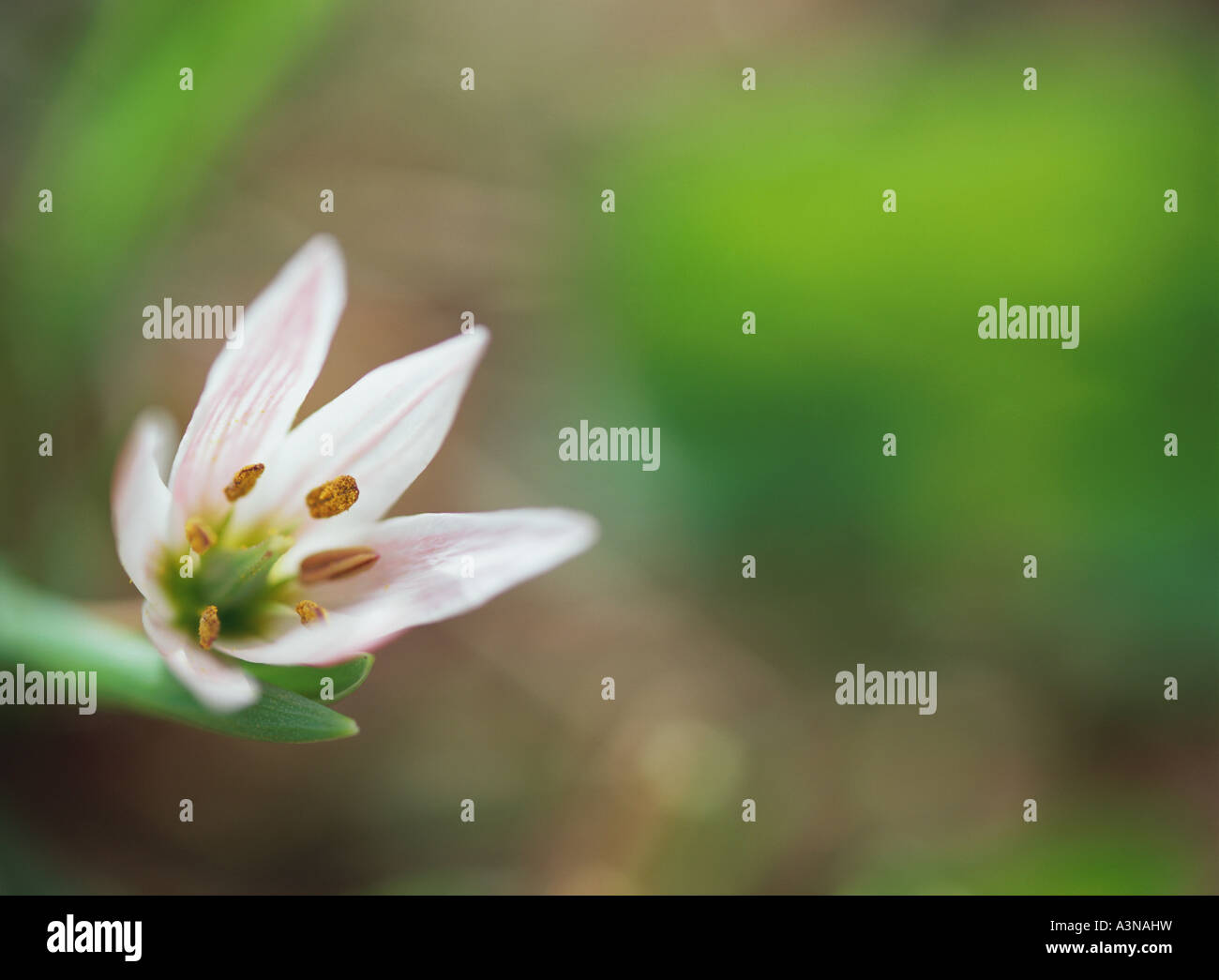 Tulipa edulis Tulipa Stock Photo - Alamy