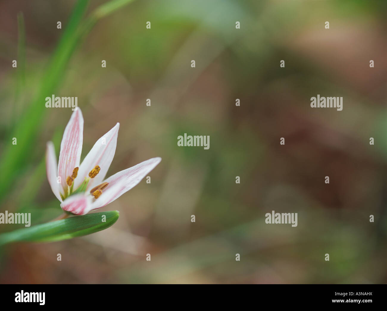 Tulipa edulis Tulipa Stock Photo - Alamy