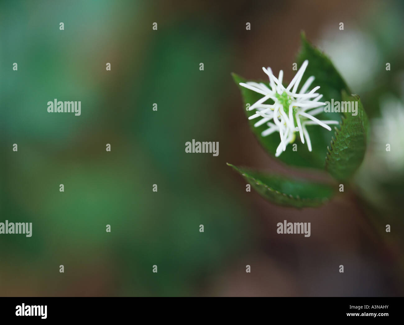 Chloranthus japonicus hi-res stock photography and images - Alamy