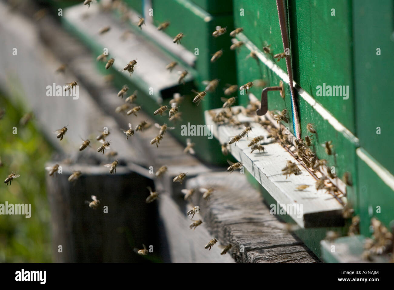 Apiary in the Alps honey bees and beehives Italy Stock Photo - Alamy