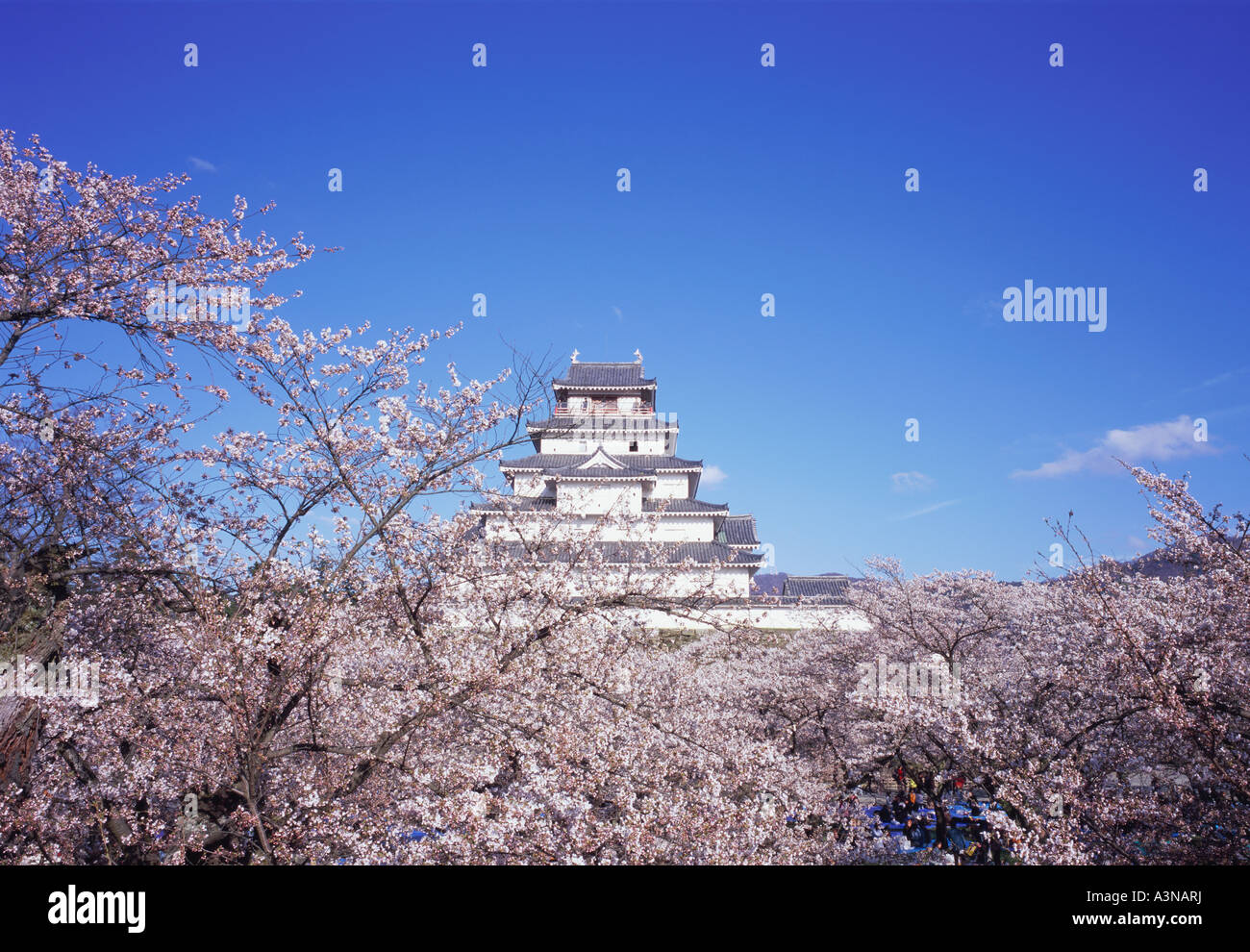 Cherry blossoms in Tsurugajo Castle Fukushima Prefecture Japan Stock ...