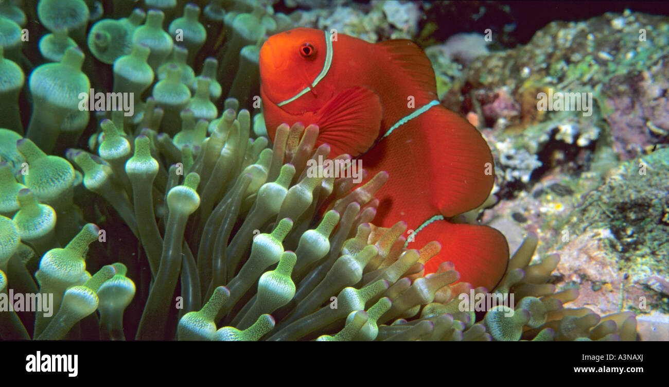 Stunning Orange Clown fish in colourful sea-anemone Stock Photo - Alamy