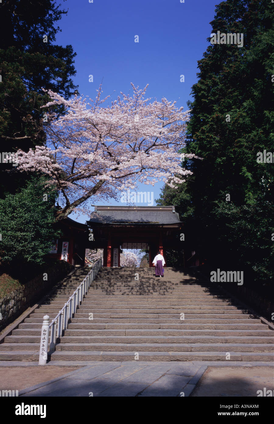Shinto priest walking up steps in Shiogama shrine Stock Photo - Alamy