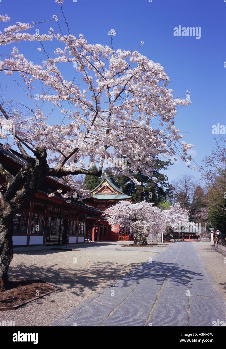 Cherry trees in Shiogama shrine Stock Photo - Alamy