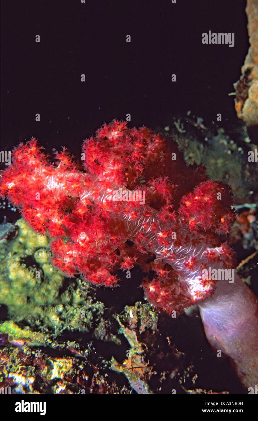 Fire coral on reef Stock Photo - Alamy