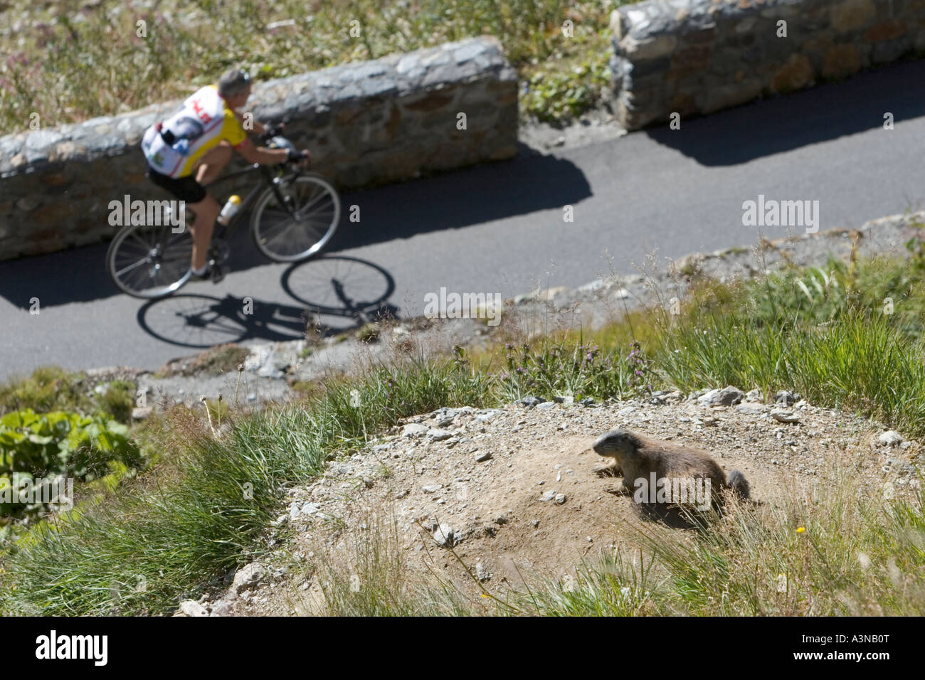 Marmotte cycling hi-res stock photography and images - Alamy