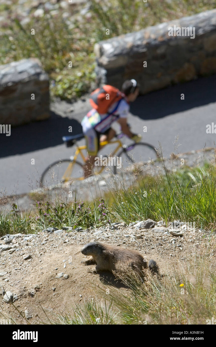Marmotte cycling hi-res stock photography and images - Alamy