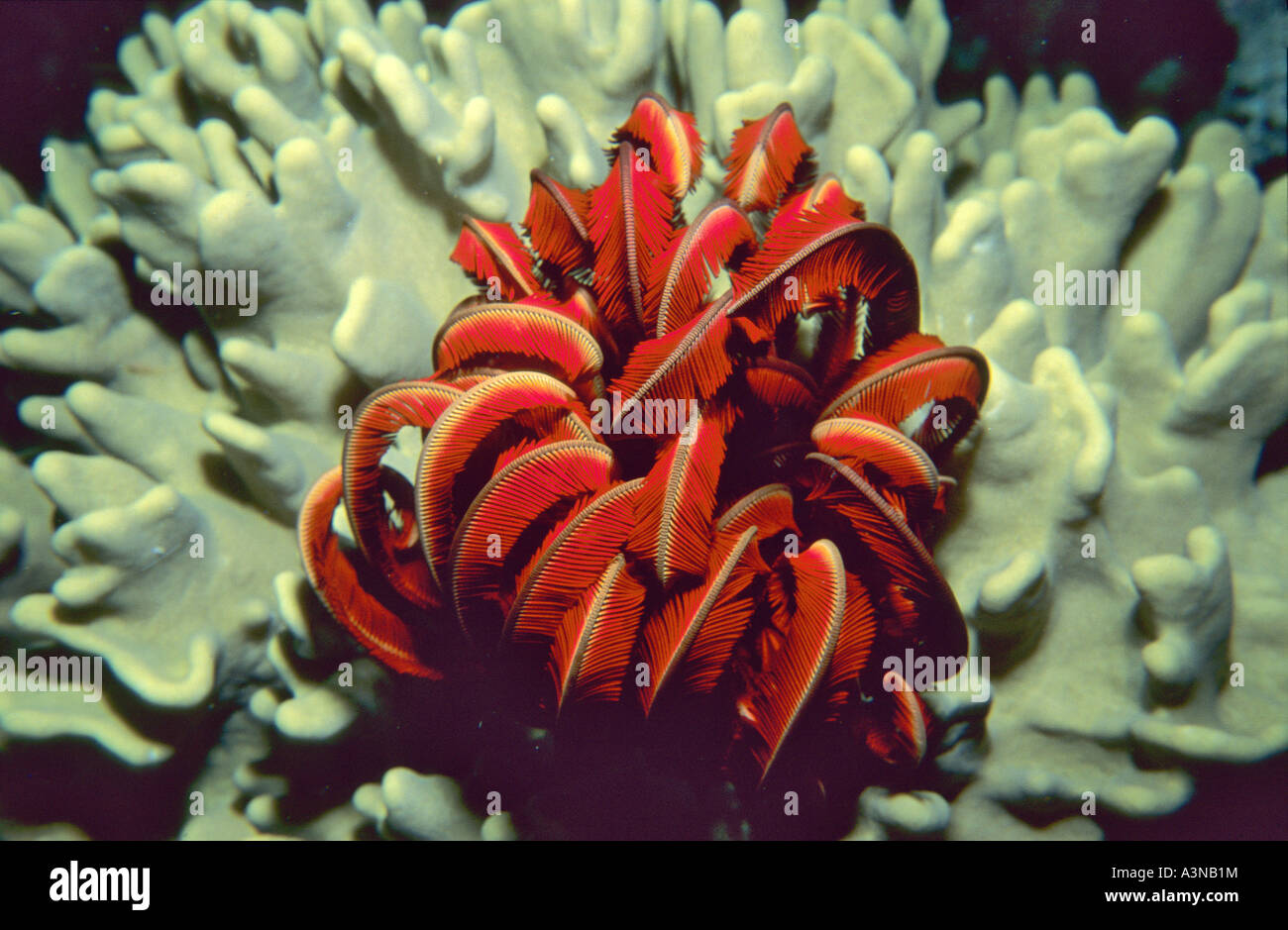 Great barrier reef star fish hi-res stock photography and images - Alamy