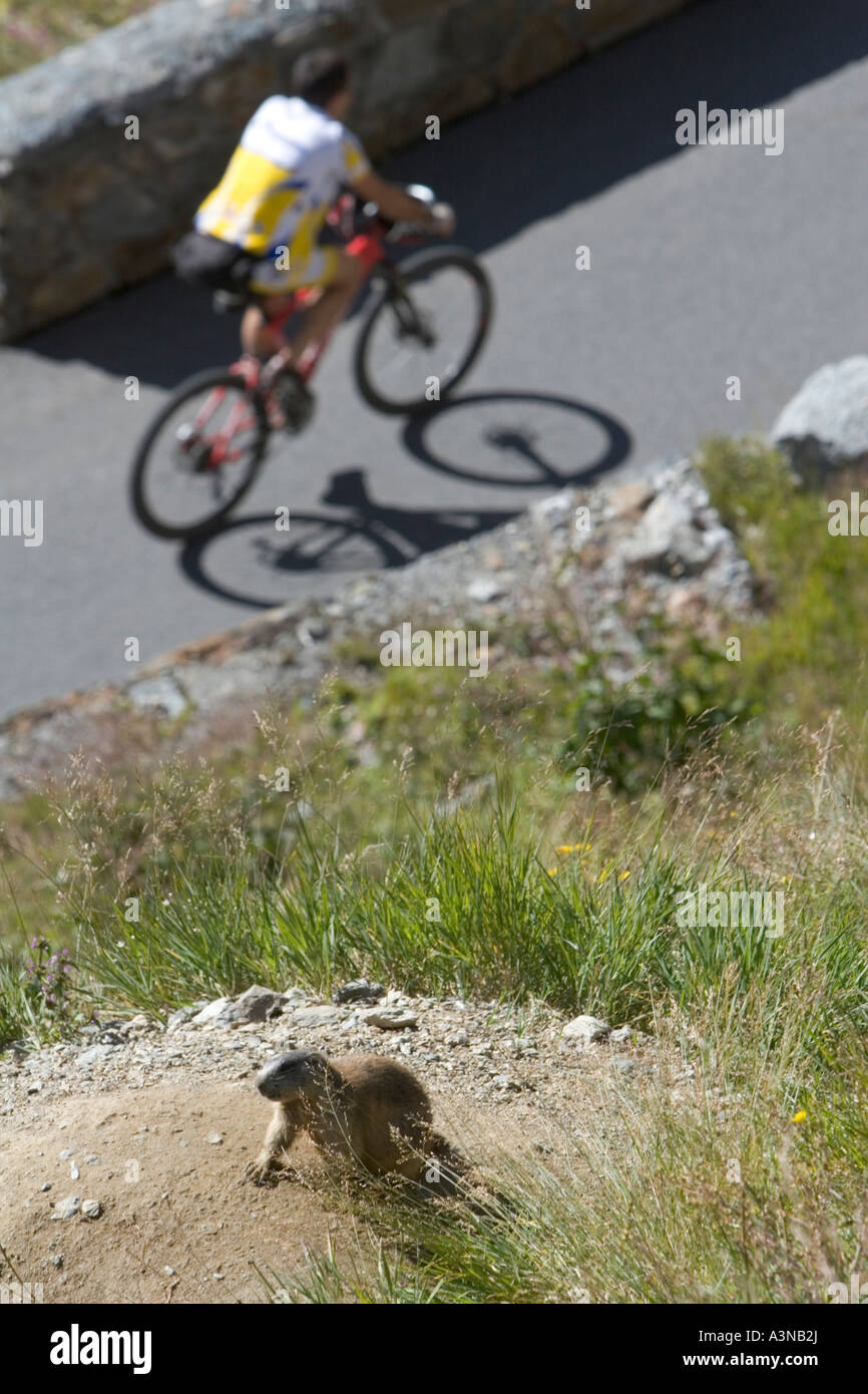 A marmot on lookout during the annual Stelvio Bike day to the mountain ...