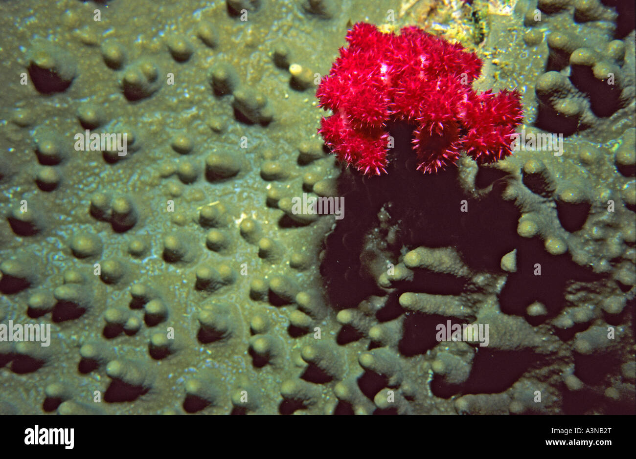 Coral reef great fire hi-res stock photography and images - Alamy