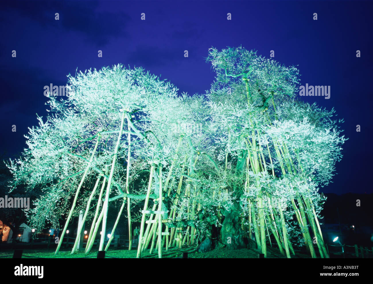 Kubo japan hi-res stock photography and images - Alamy