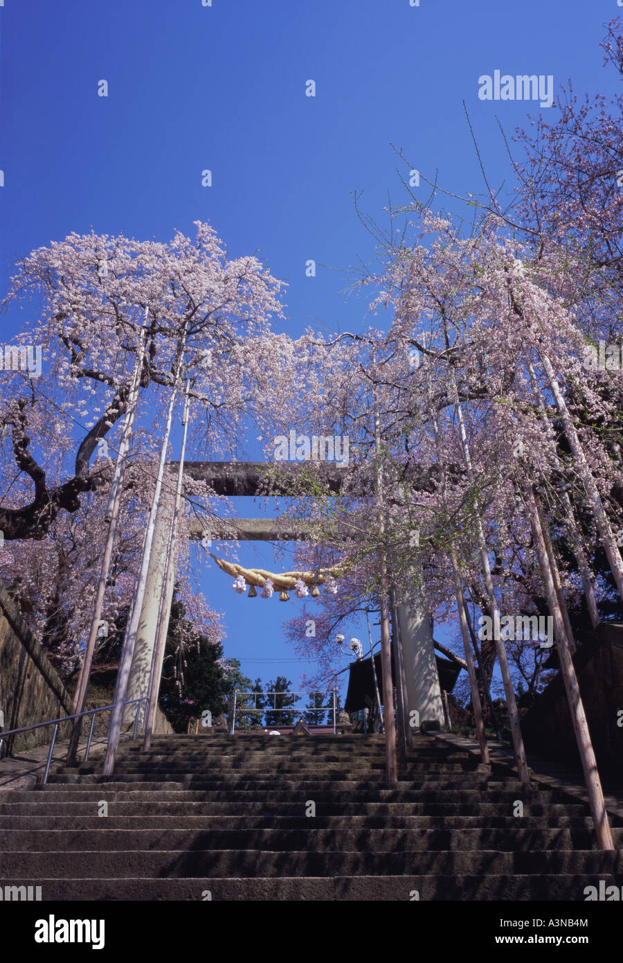 Torii gate with cherry blossoms Stock Photo - Alamy