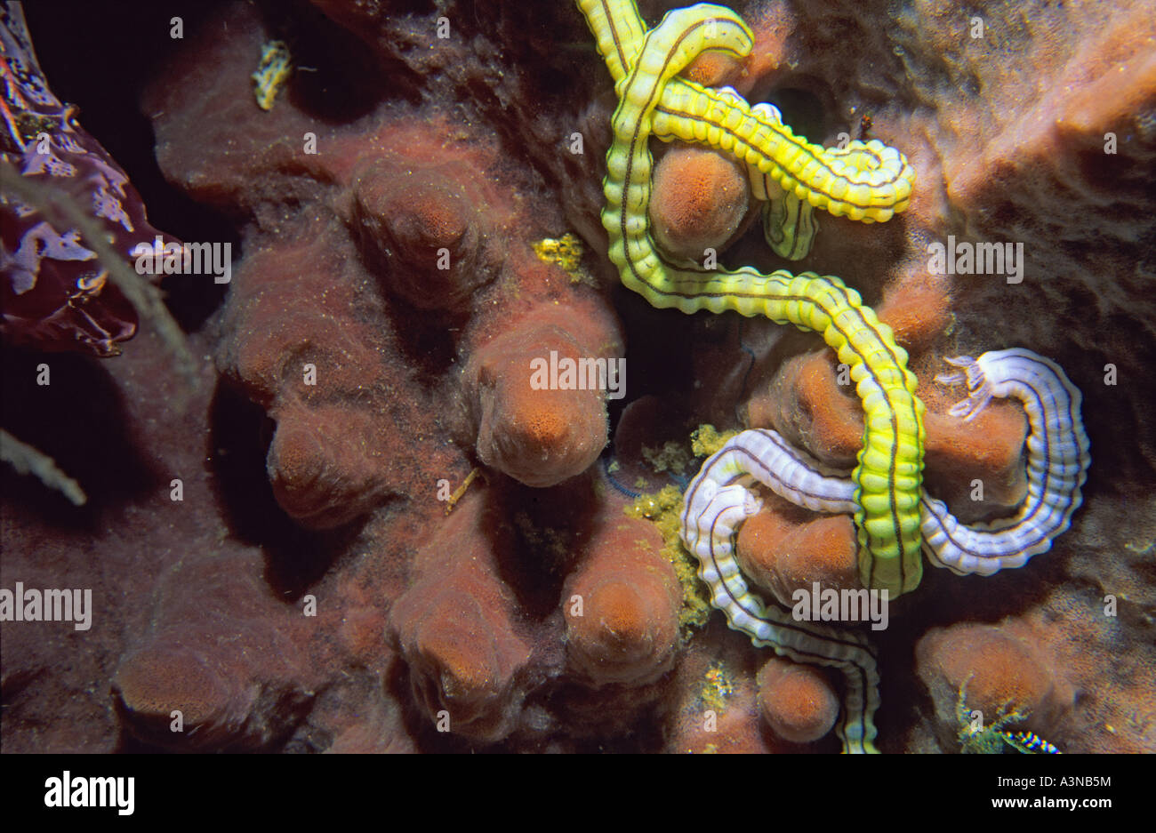 Marine life on the Great Barrier Reef Australia Stock Photo - Alamy