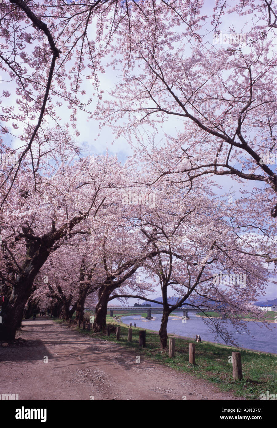 Row of cherry blossom trees Stock Photo - Alamy