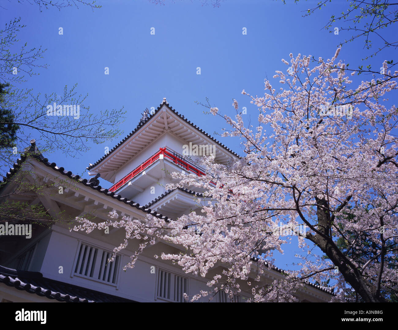 Cherry blossoms and castle Stock Photo - Alamy