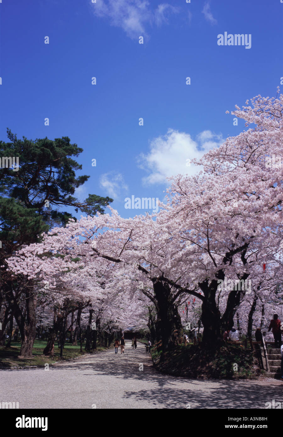 Cherry blossoms in a park Stock Photo - Alamy