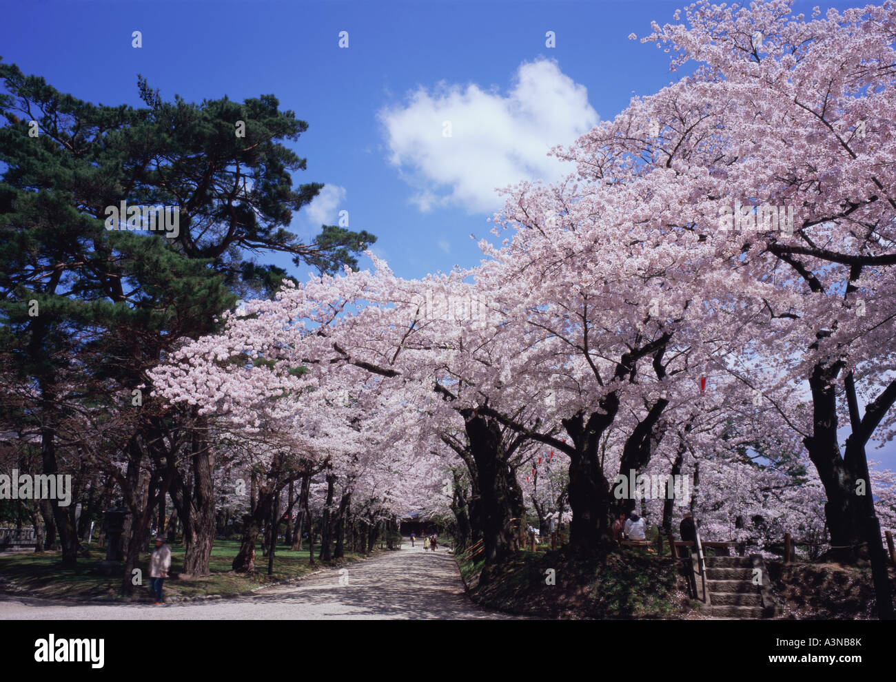 Sensyu hi-res stock photography and images - Alamy