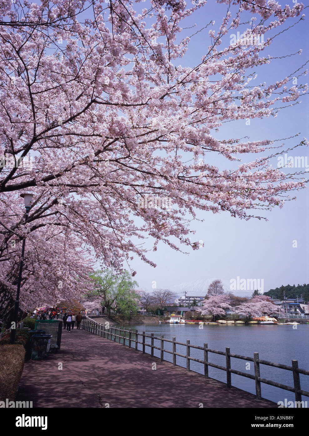 Cherry blossoms in a park Stock Photo - Alamy