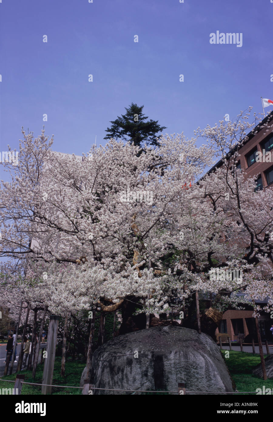 Rock splitting cherry tree Stock Photo - Alamy