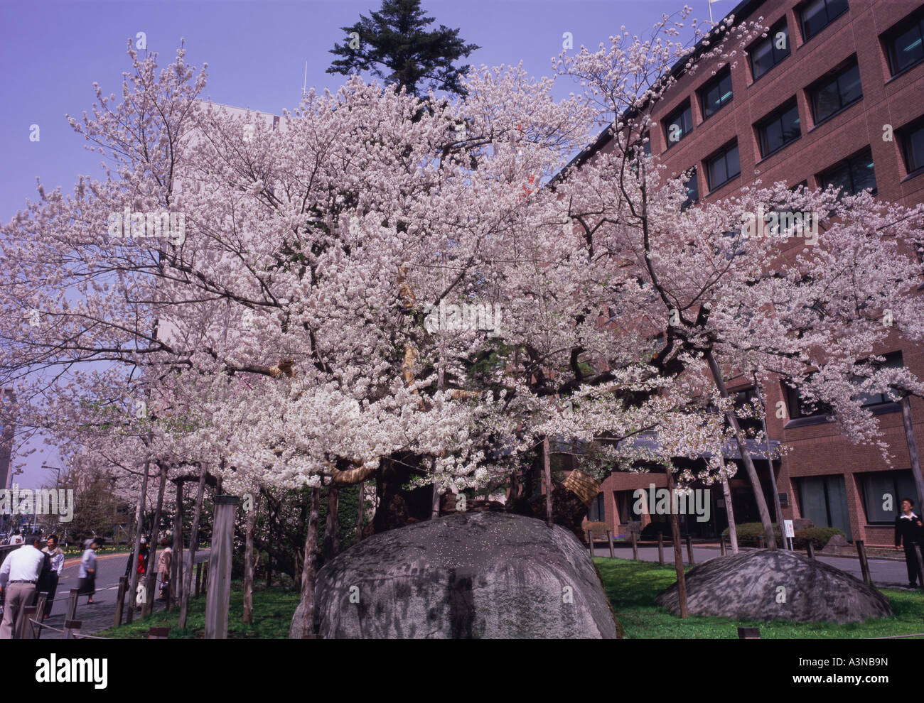 Rock splitting cherry tree Stock Photo - Alamy