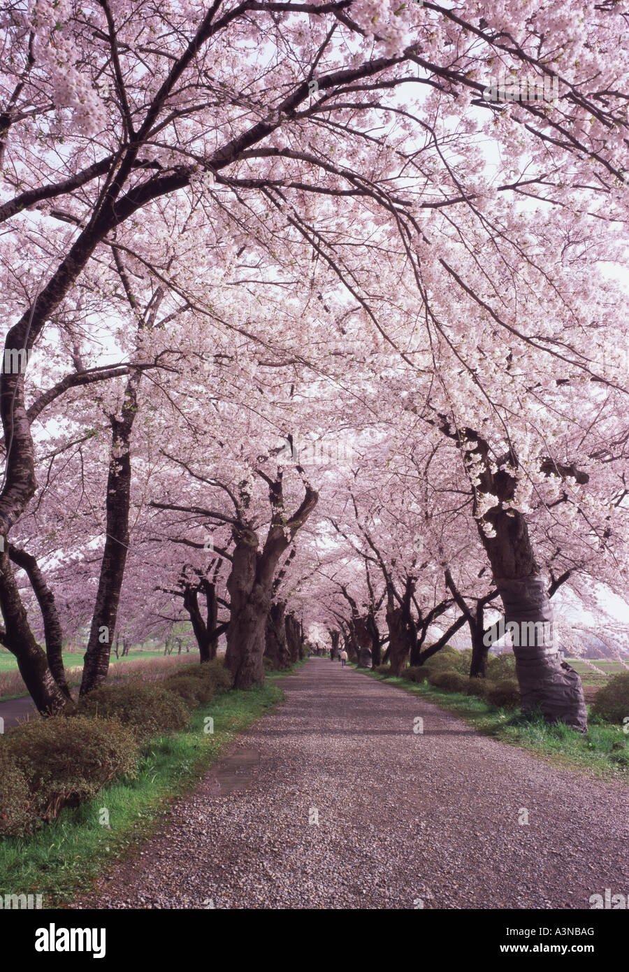Cherry trees in a row Stock Photo - Alamy