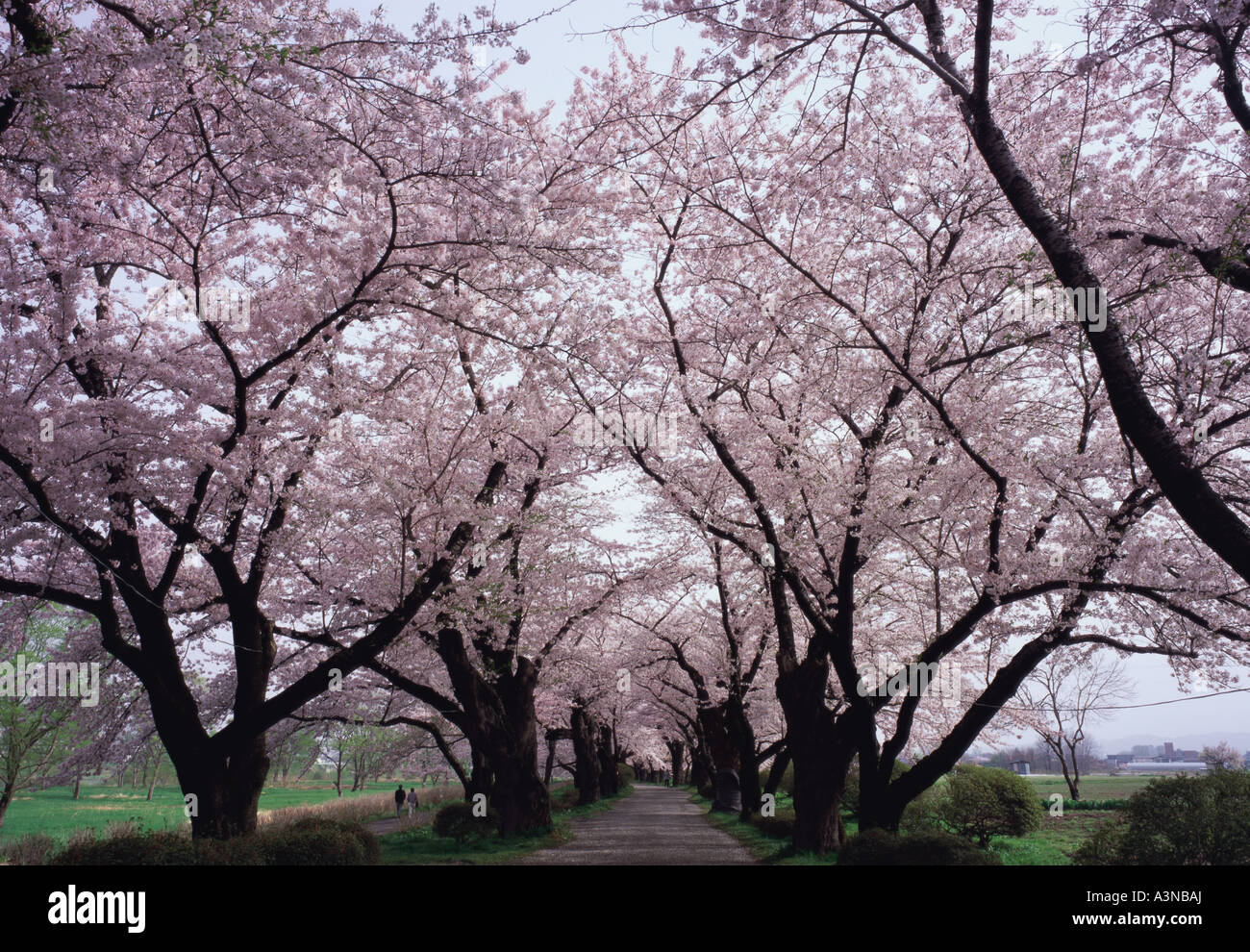 Cherry trees in a row Stock Photo - Alamy