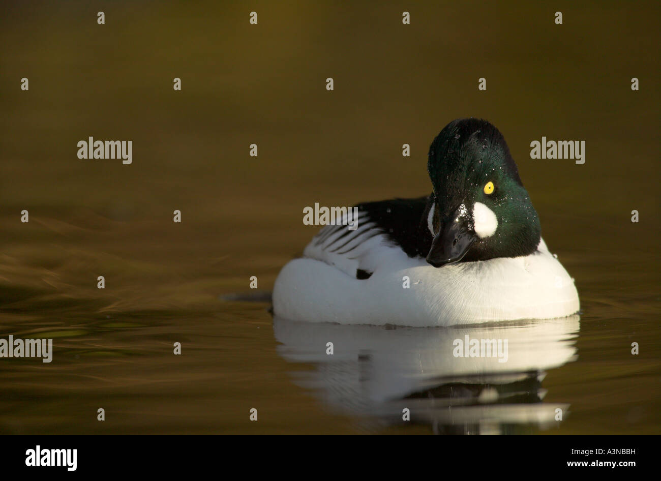 Golden eye on water Lancashire UK Stock Photo - Alamy
