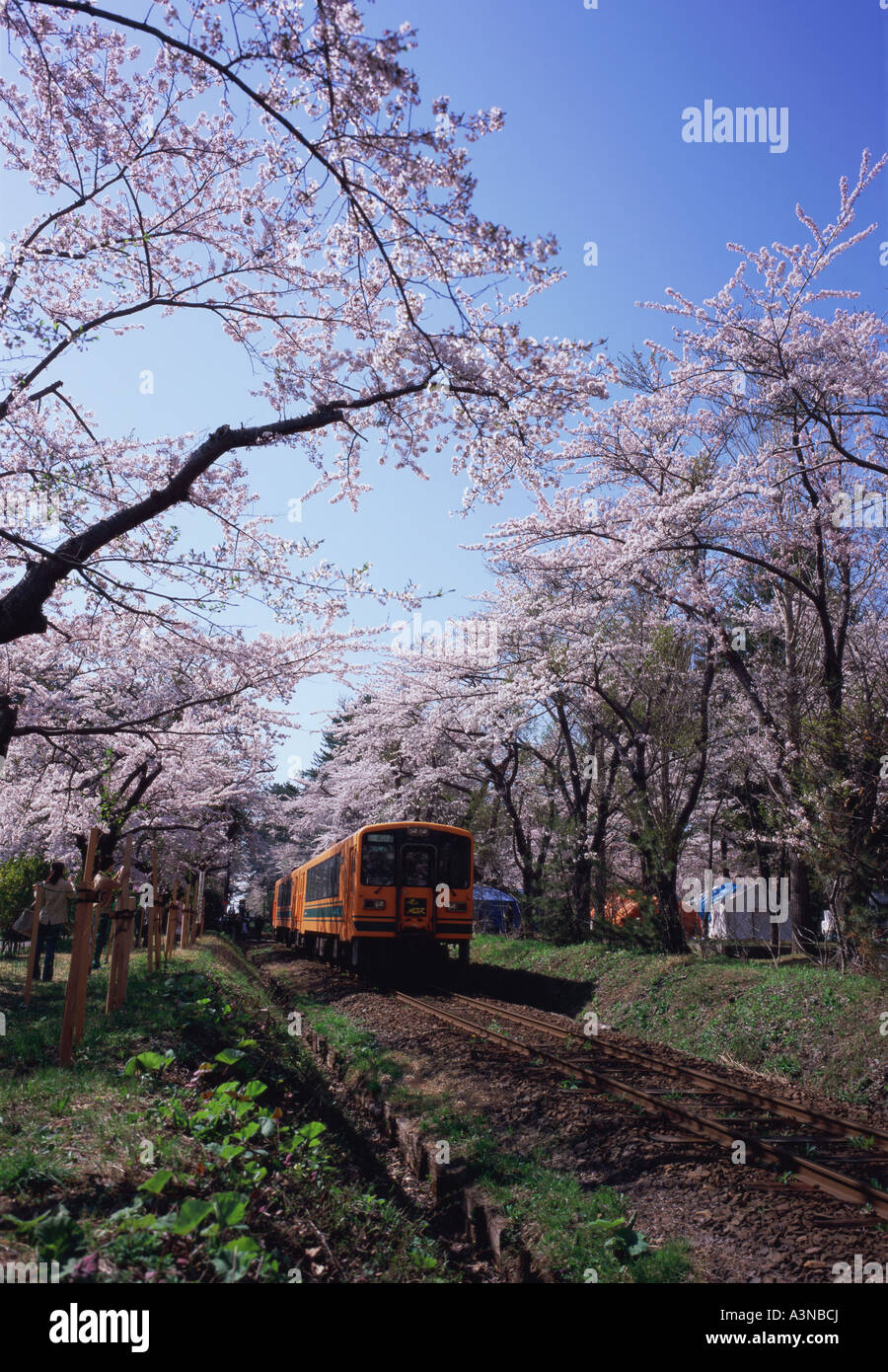 Cherry trees in Ashino Park Stock Photo - Alamy