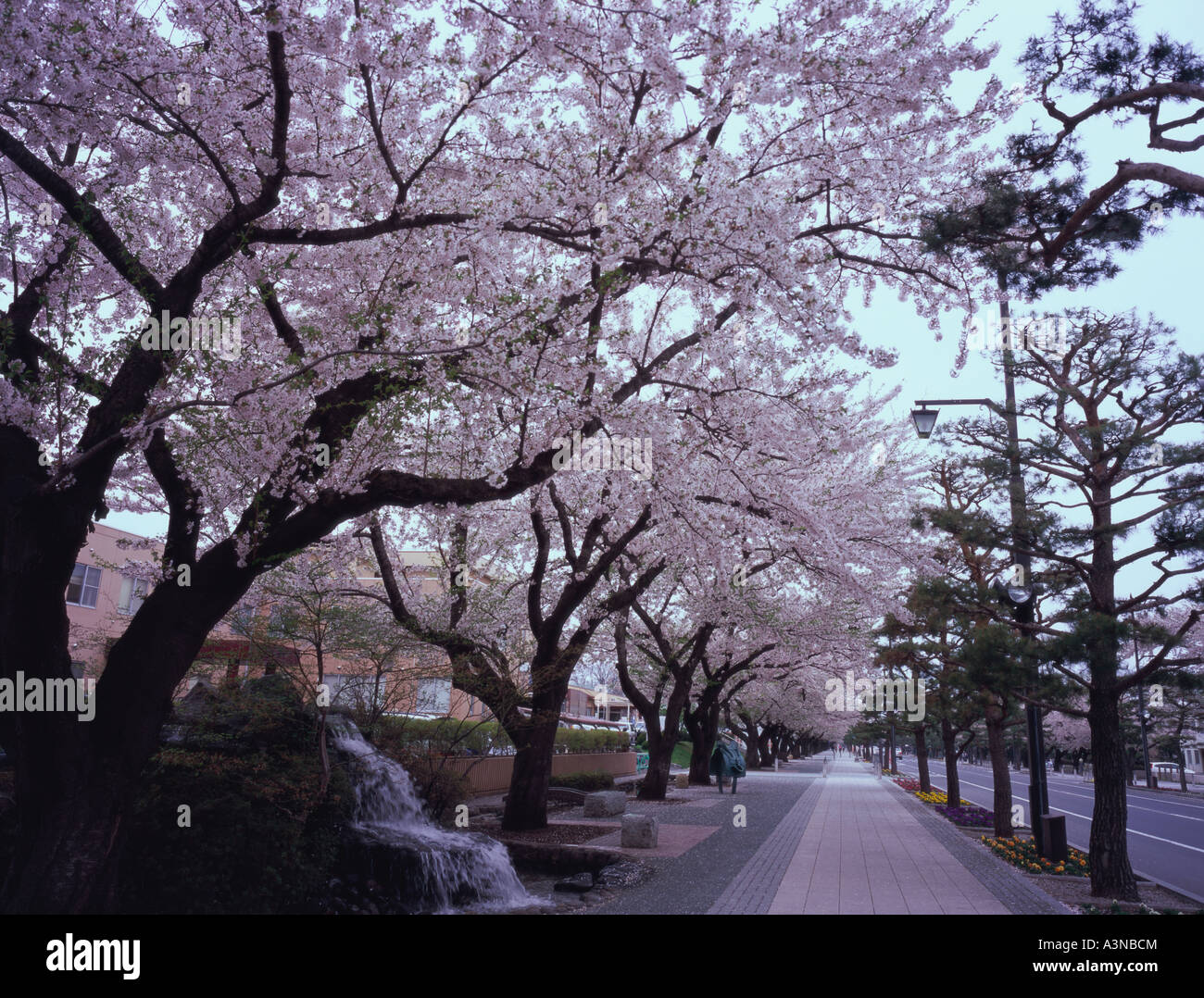 Treelined street with cherry blossoms Stock Photo - Alamy
