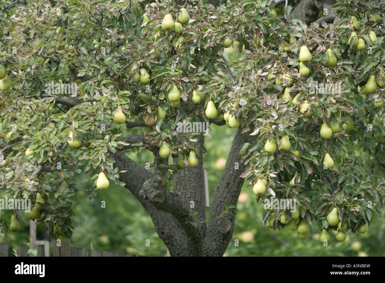 Comice pears on tree, Italy Stock Photo - Alamy