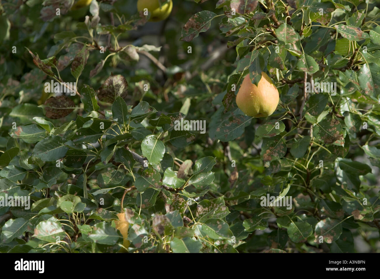 Comice pear on tree Pyrus communis, Italy Stock Photo - Alamy