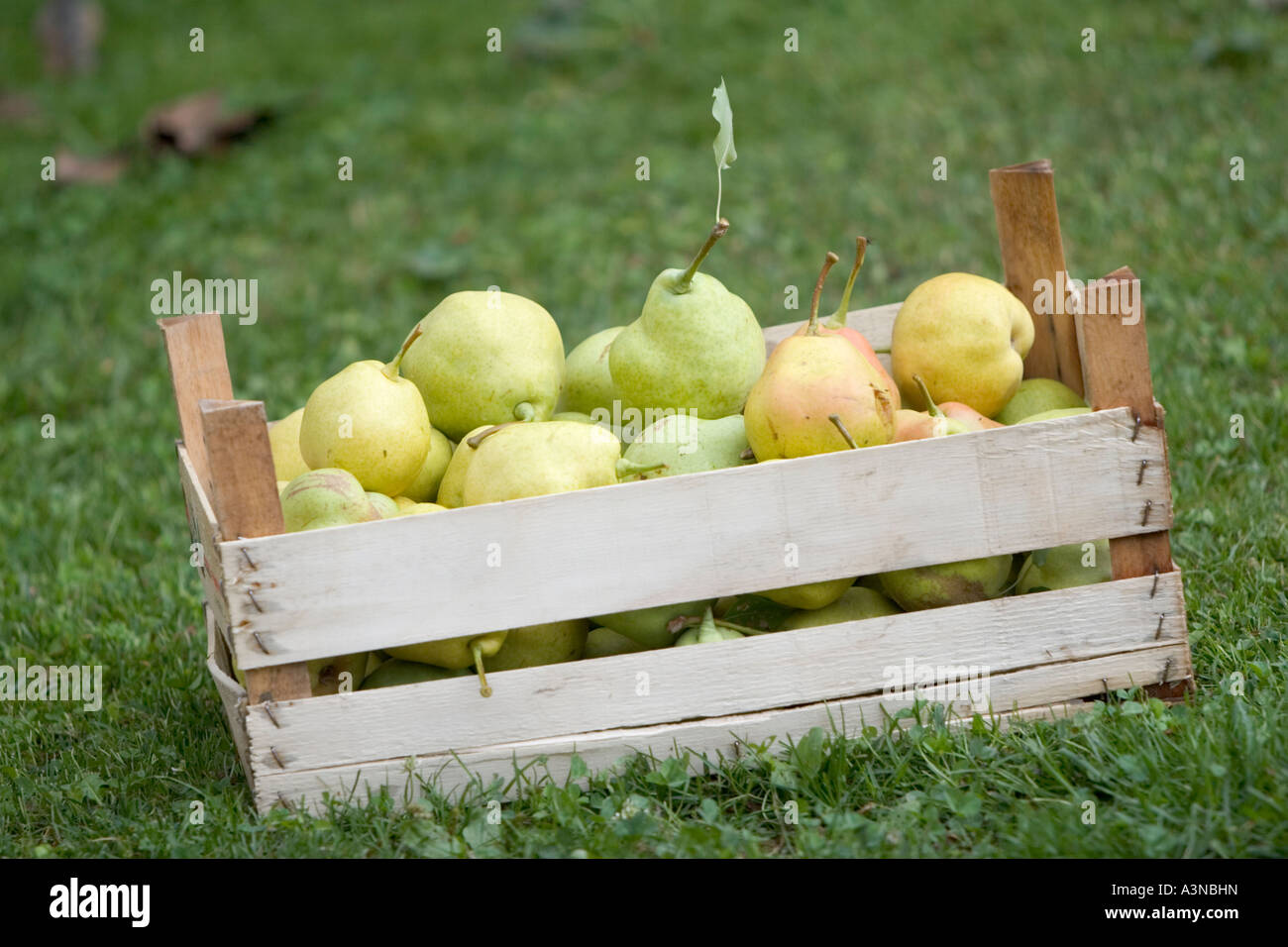 Box of freshly picked comice pears, Italy Stock Photo - Alamy