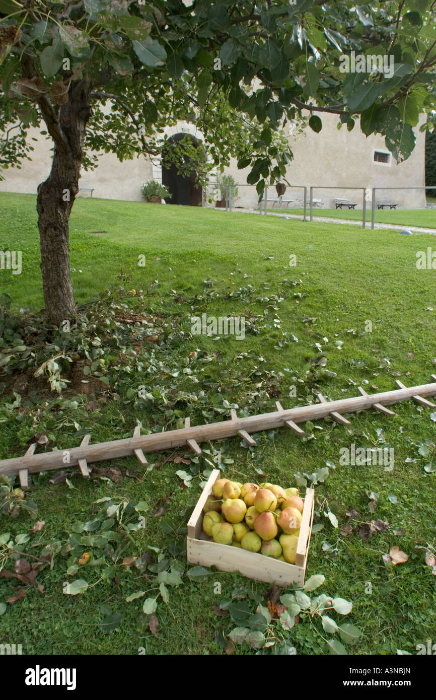 Step ladder picking fruit hi-res stock photography and images - Alamy