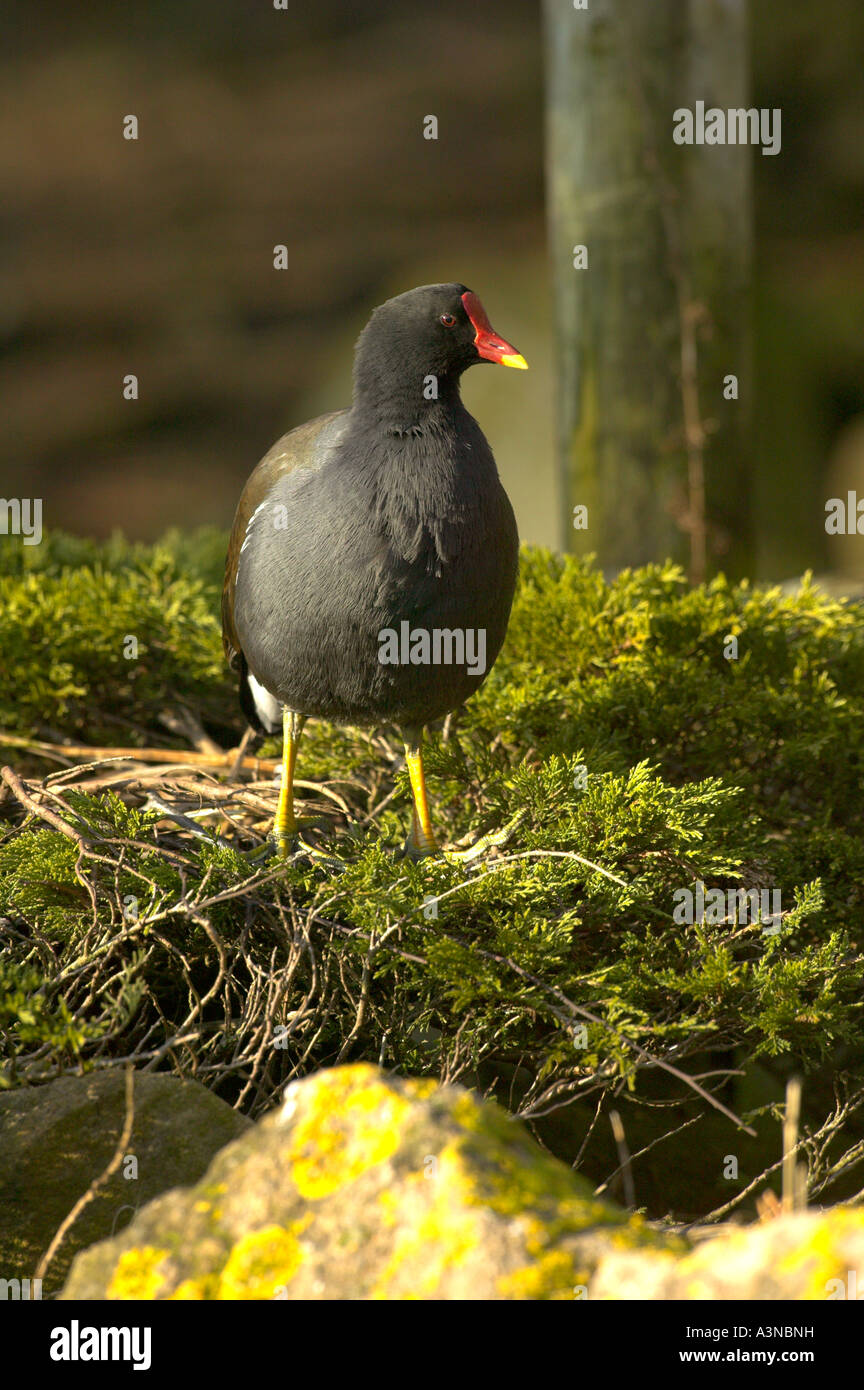 Moorhen Lancashire UK Stock Photo - Alamy
