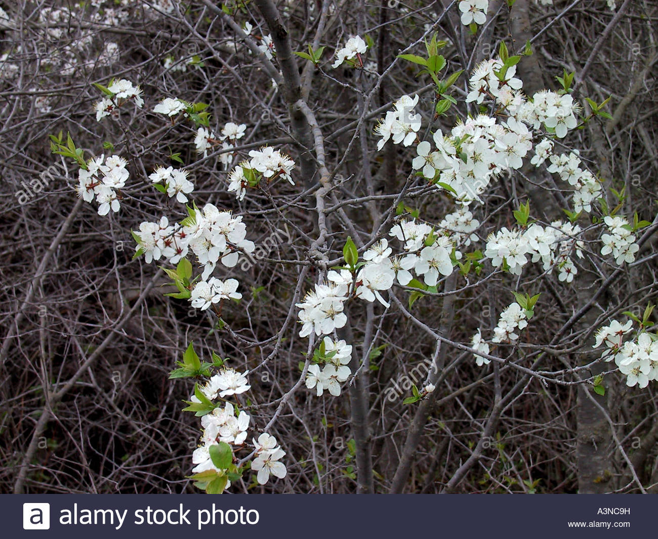 Cockspur Hawthorn High Resolution Stock Photography and Images - Alamy