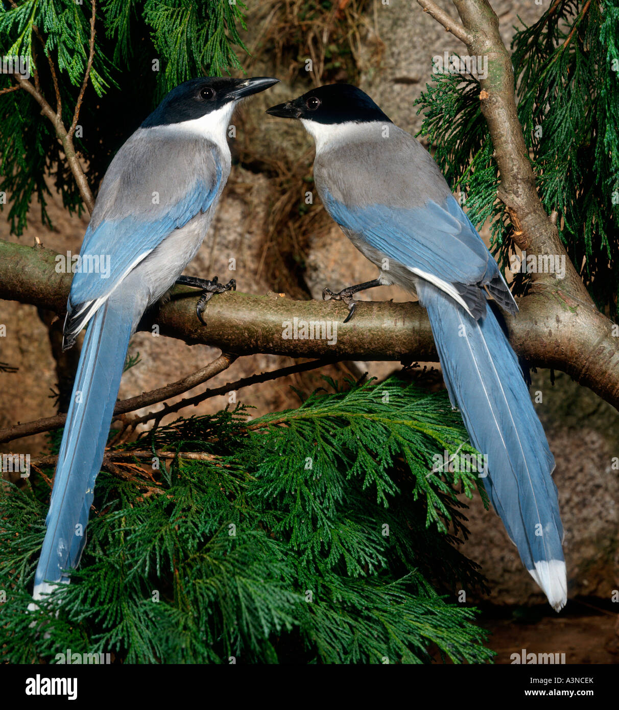 Azure-winged Magpie Stock Photo - Alamy