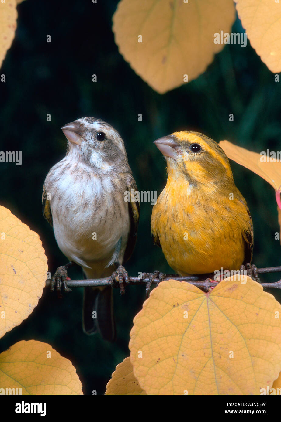 Yellow Canary Stock Photo - Alamy