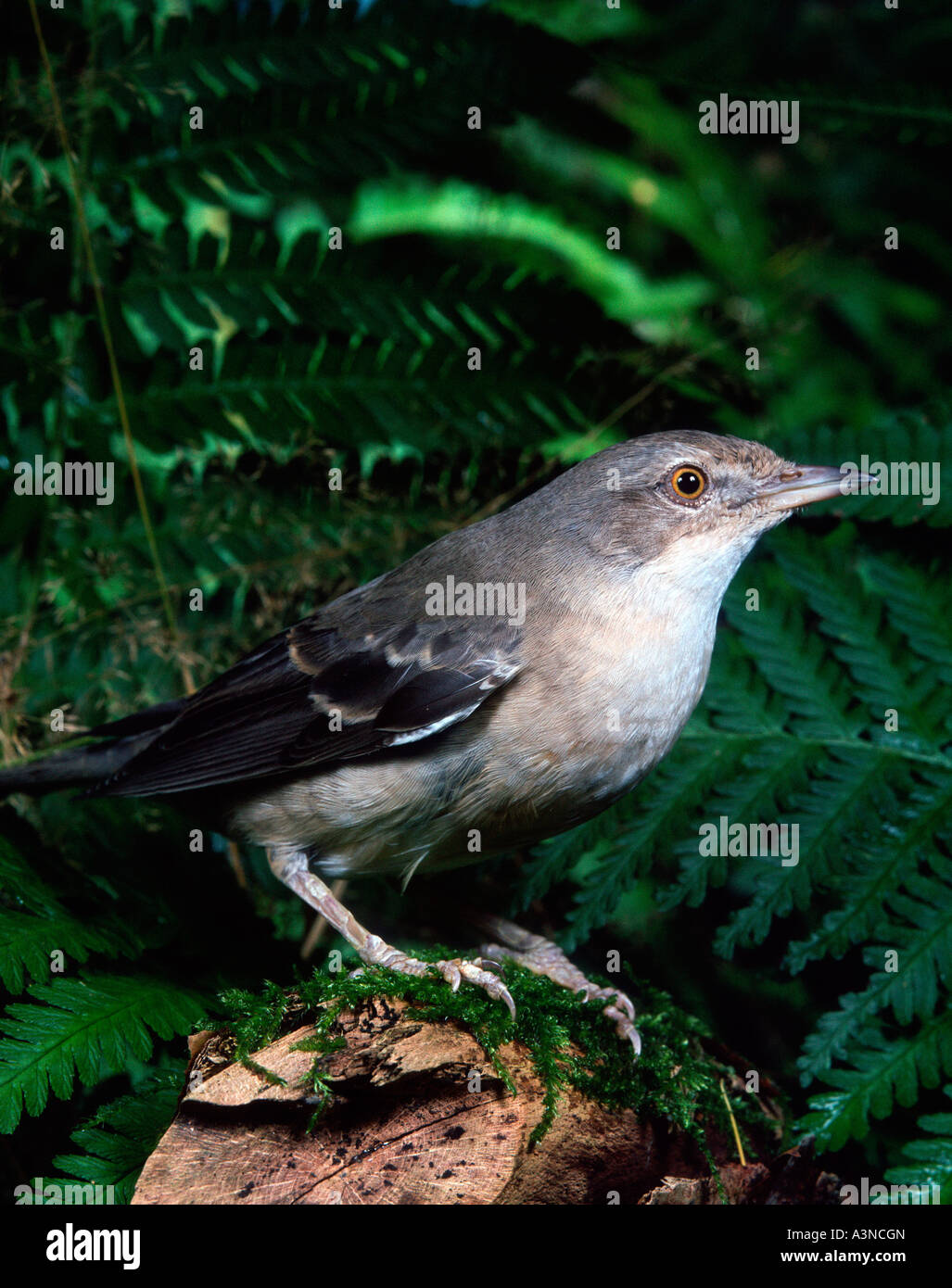 Barred Warbler Stock Photo - Alamy