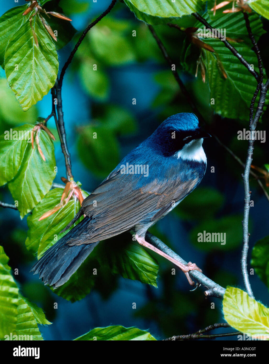 Siberian Blue Robin Stock Photo - Alamy