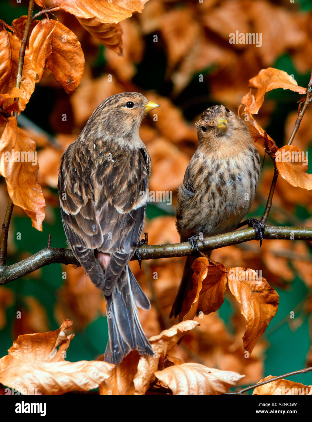 Twites hi-res stock photography and images - Alamy