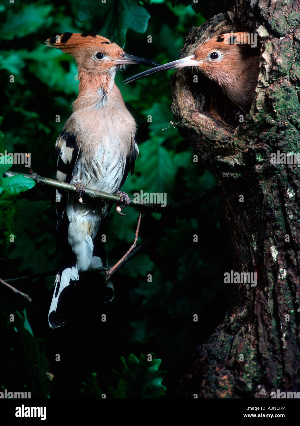 Two hoopoes hi-res stock photography and images - Alamy