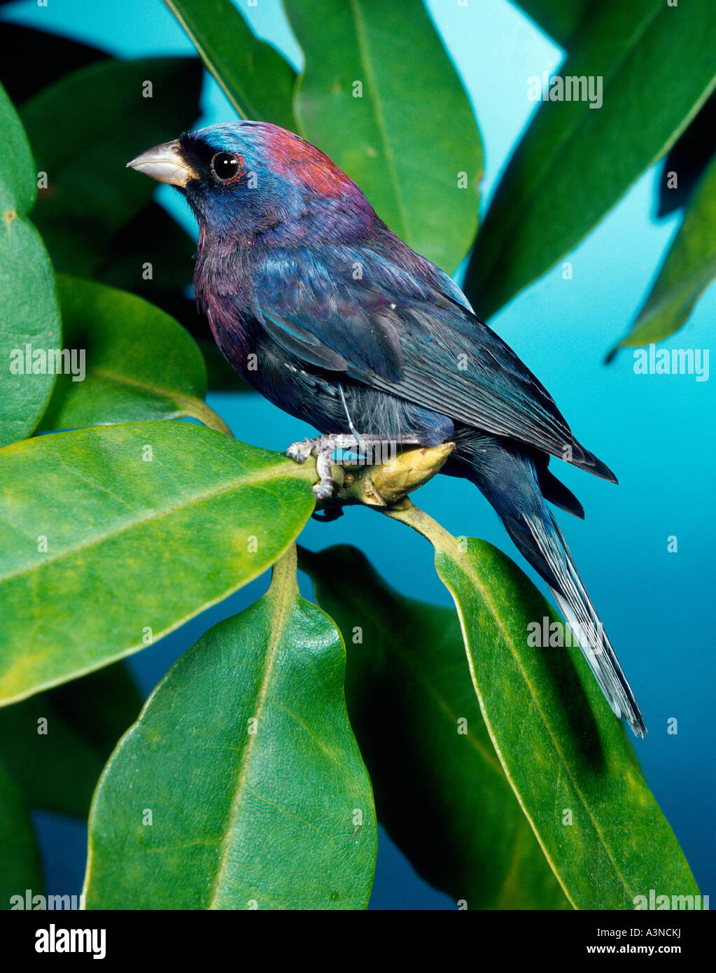Varied Bunting Stock Photo - Alamy